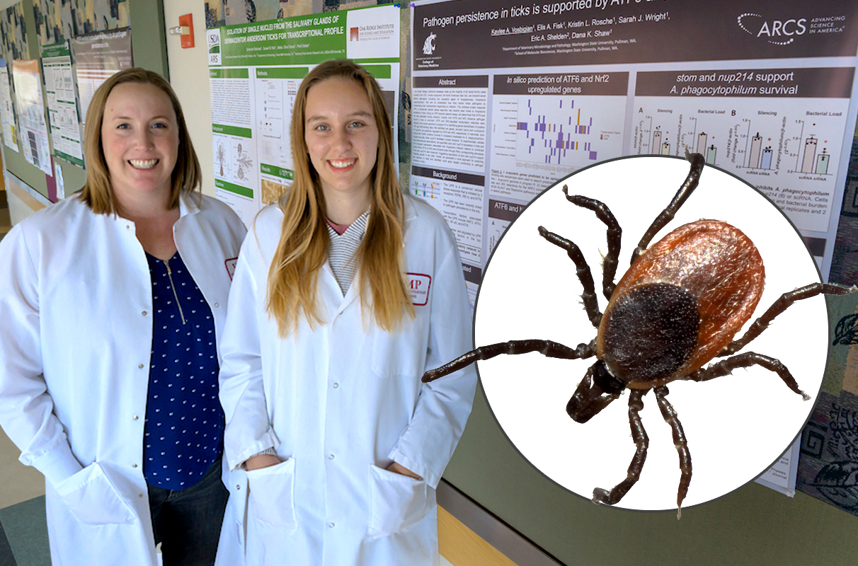 Bacteria hijack tick cell defenses to spread disease | WSU Insider ...