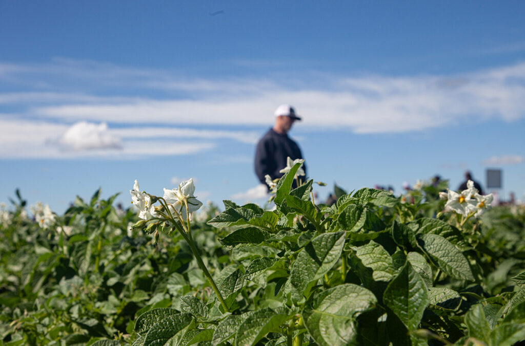 Learn about the newest science of spuds at WSU Potato Field Day, June ...