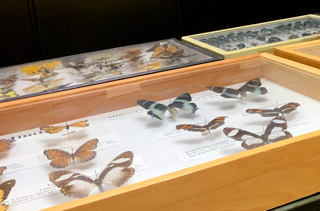 Donation will allow WSU insect museum to double storage space, expand ...