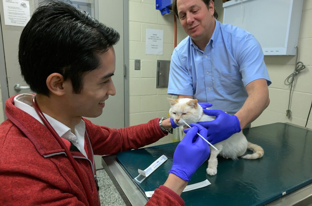 Genetic test detects early signs of kidney disease in cats | WSU ...