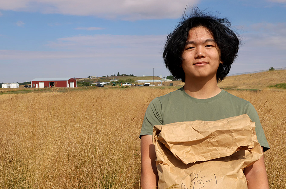 WSU-bred native grasses to compete with wetland-clogging invaders | WSU ...