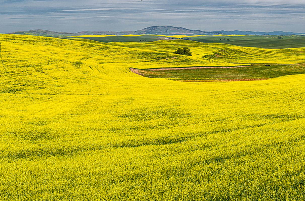 Novel discovery leads to new grant studying oil production in canola ...