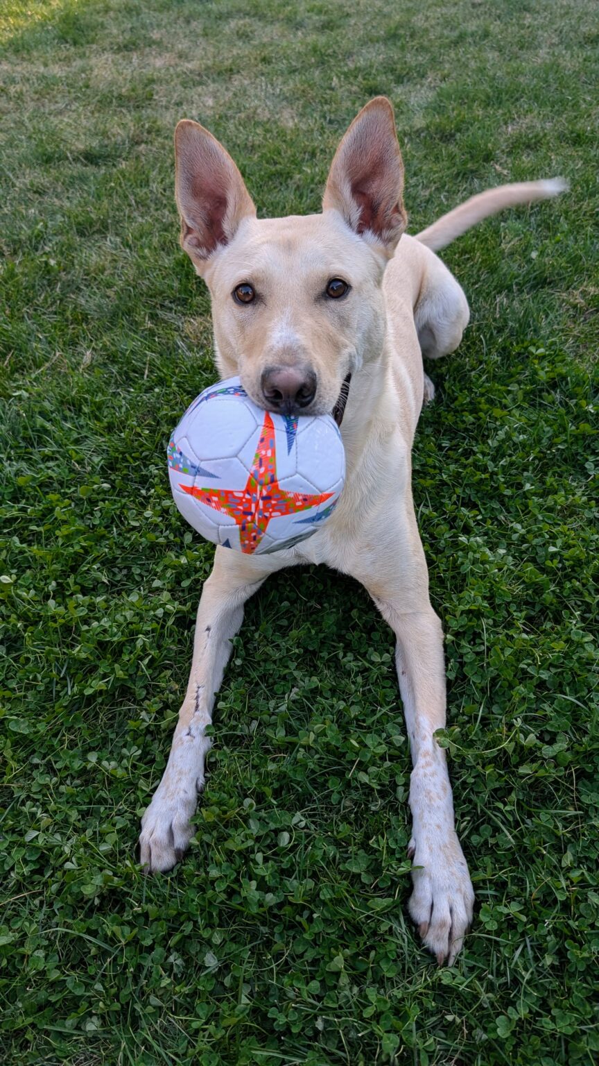 Specialty surgery at WSU helps Teddy overcome two broken legs | WSU ...