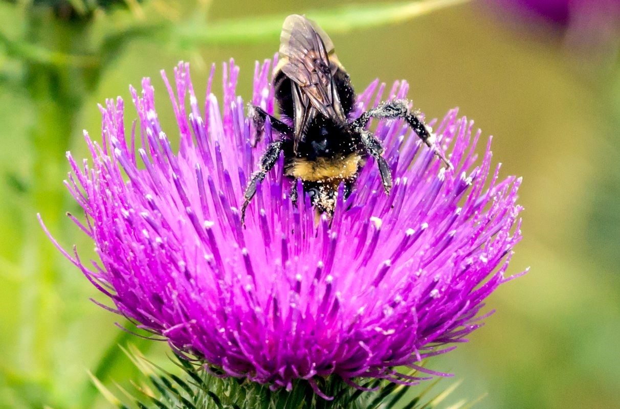 Bees thrive in overlooked pockets of Puget Sound | WSU Insider | Washington State University