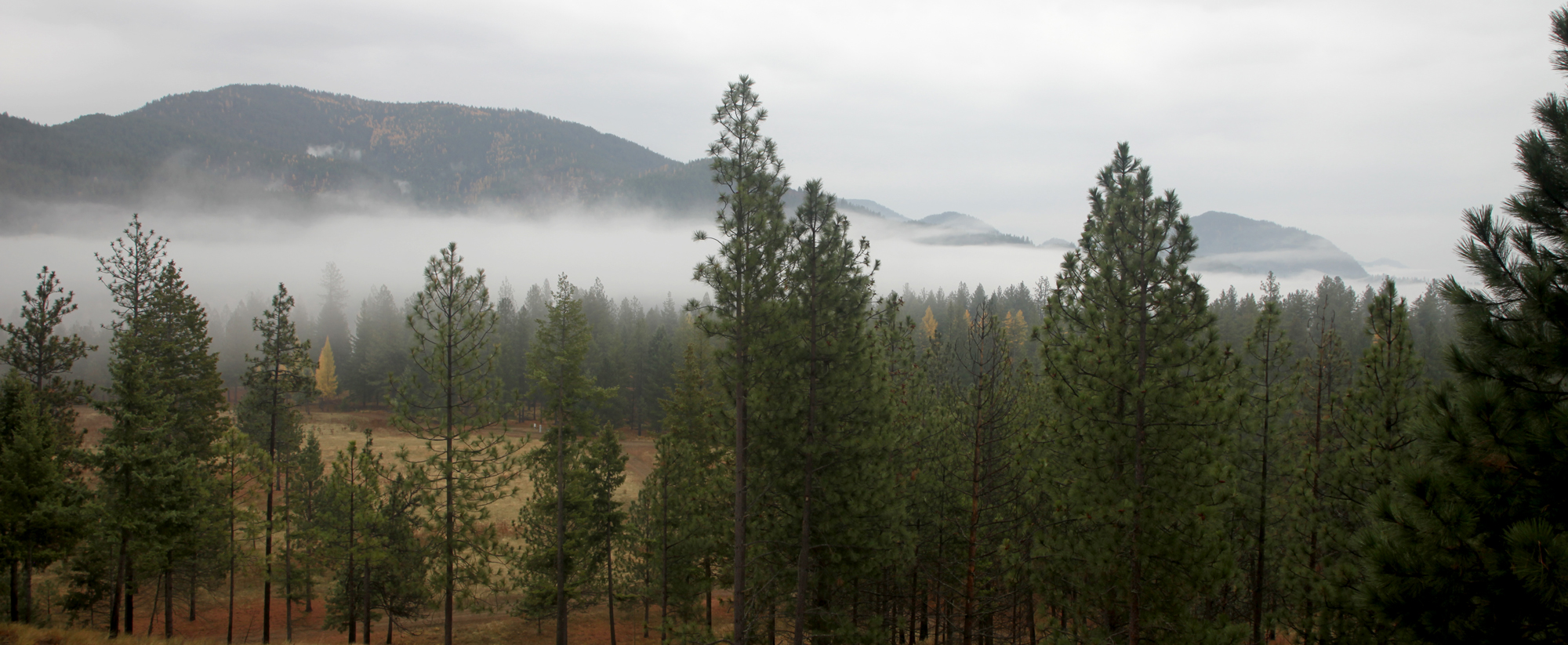Couple donates 100‑acre tree farm to WSU Extension Forestry | WSU ...