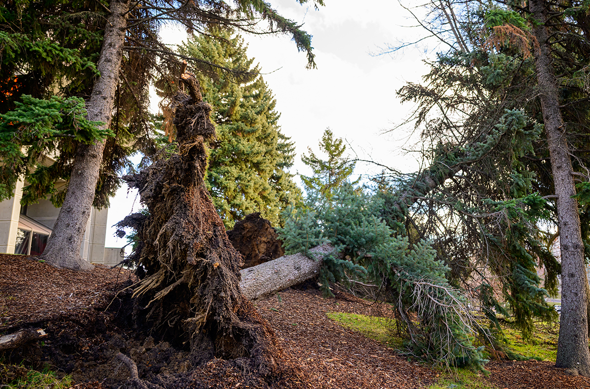 Dec. 17: Severe winds affect campus operations | WSU Insider ...