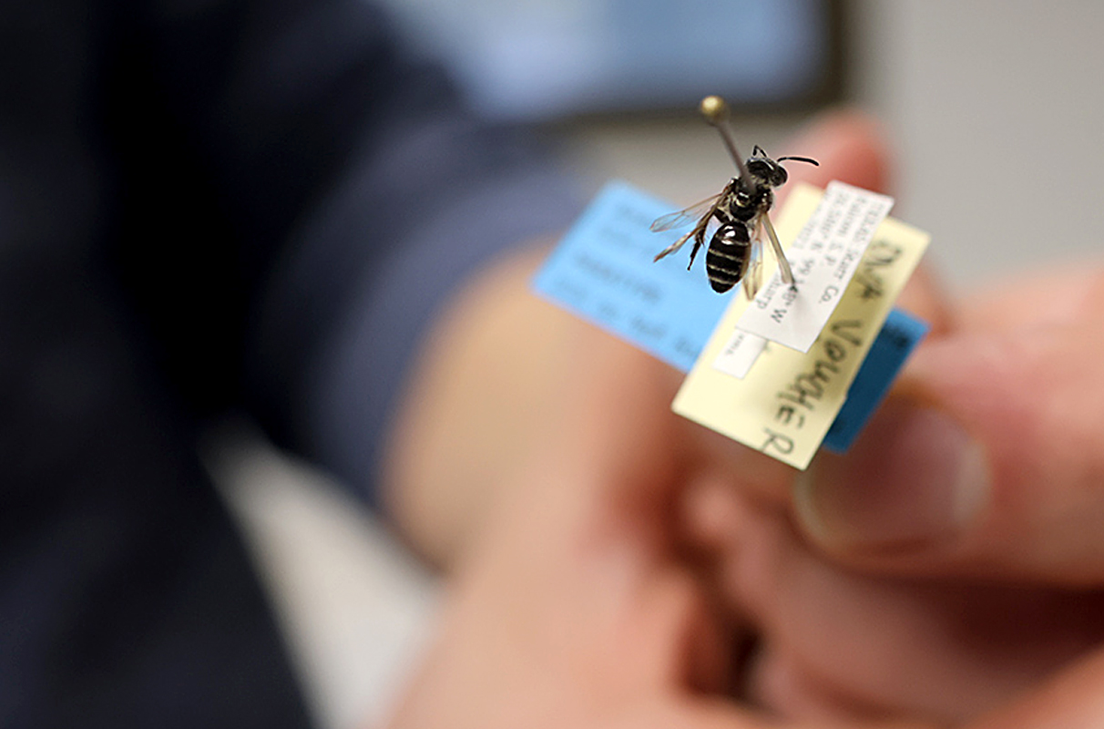 Scientists discover bee species that depends on Texas shrub | WSU ...