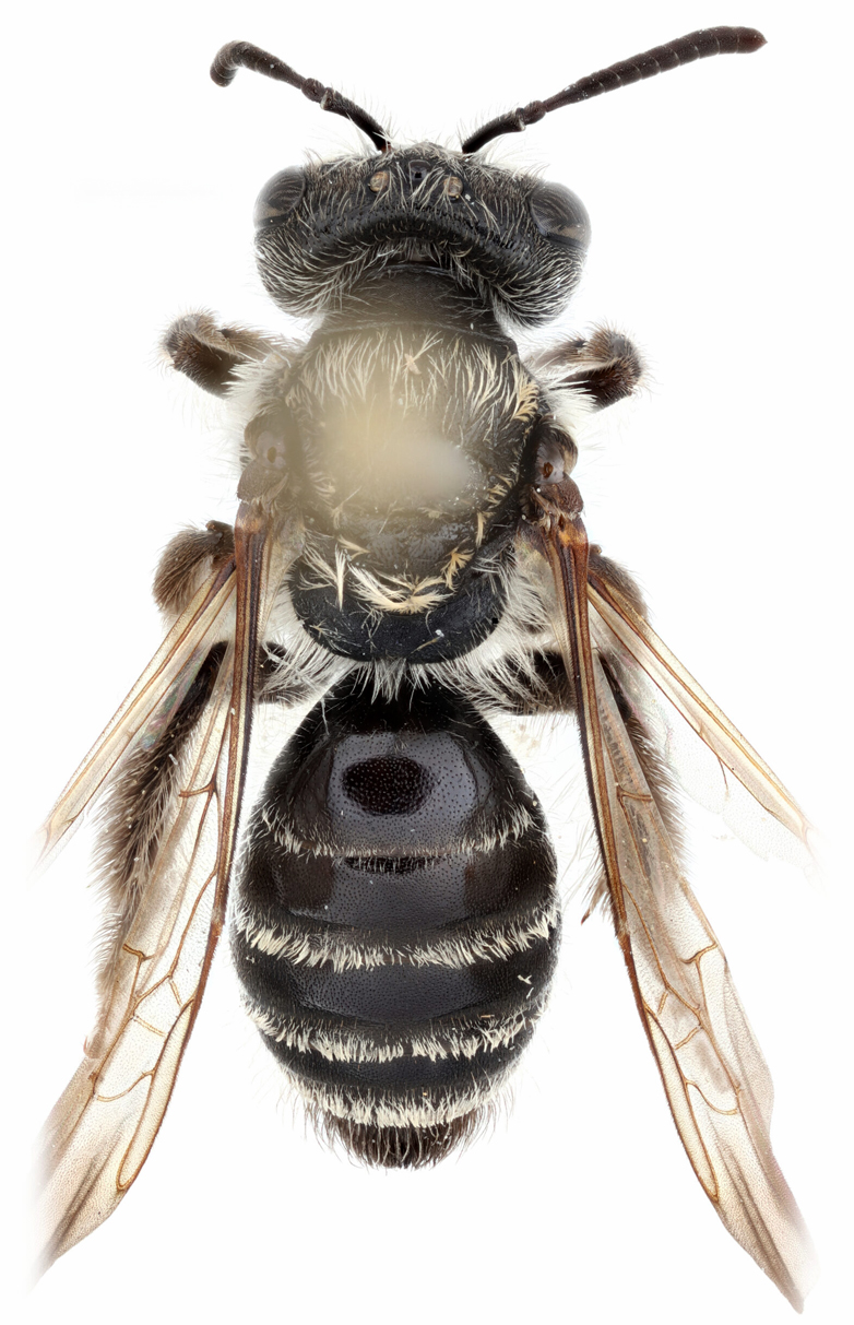 Scientists discover bee species that depends on Texas shrub | WSU ...