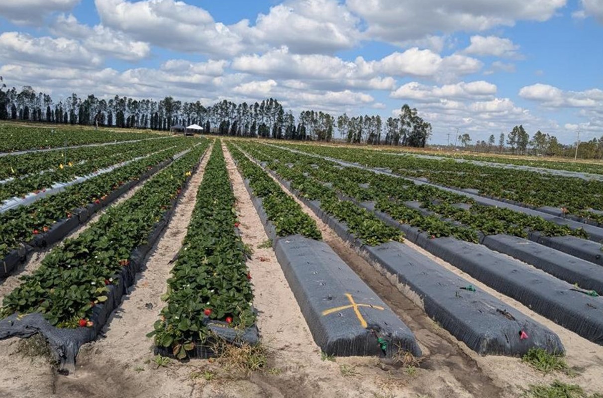 Plastic Farm Mulch: Cleanliness Key to Recycling Success | Mirage News