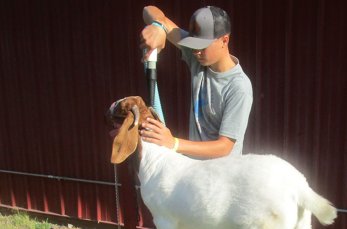 WSU experts to participate in 4‑H livestock event to benefit rural ...