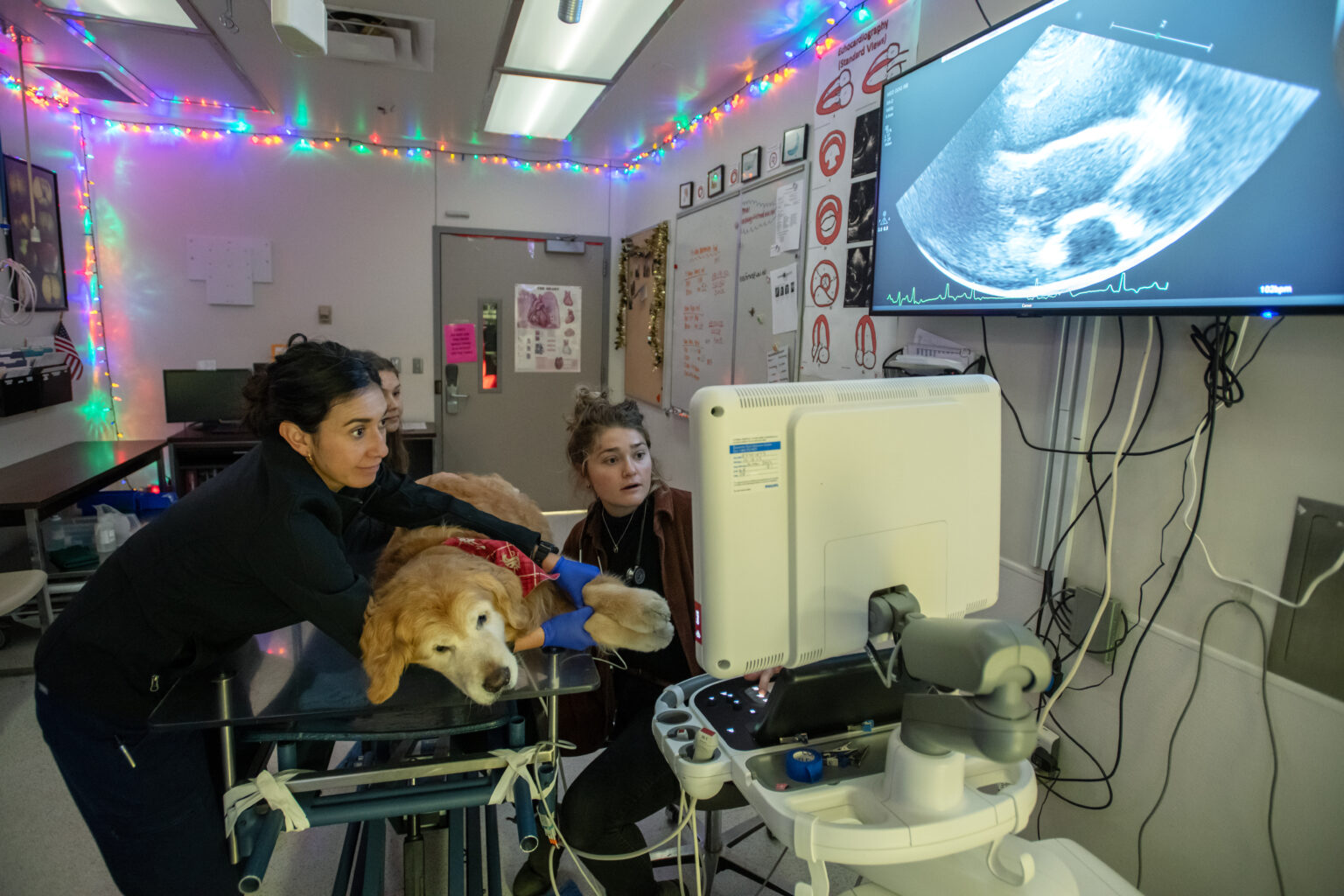 WSU celebrity Dash Dog treated at Veterinary Teaching Hospital | WSU ...