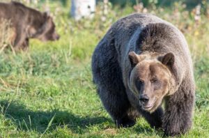 Bear genes show circadian rhythms even during hibernation | WSU Insider ...