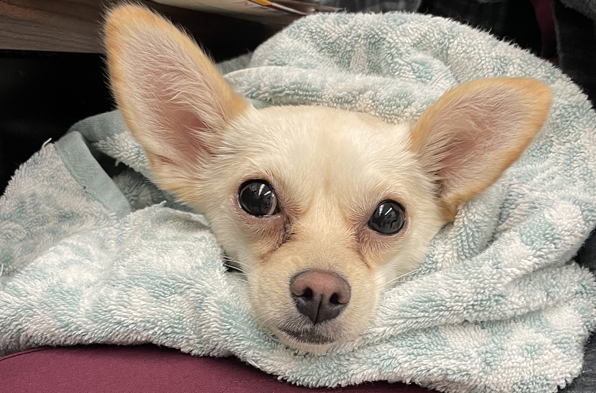 Tiny Chihuahua undergoes life-saving heart surgery at WSU | WSU Insider ...