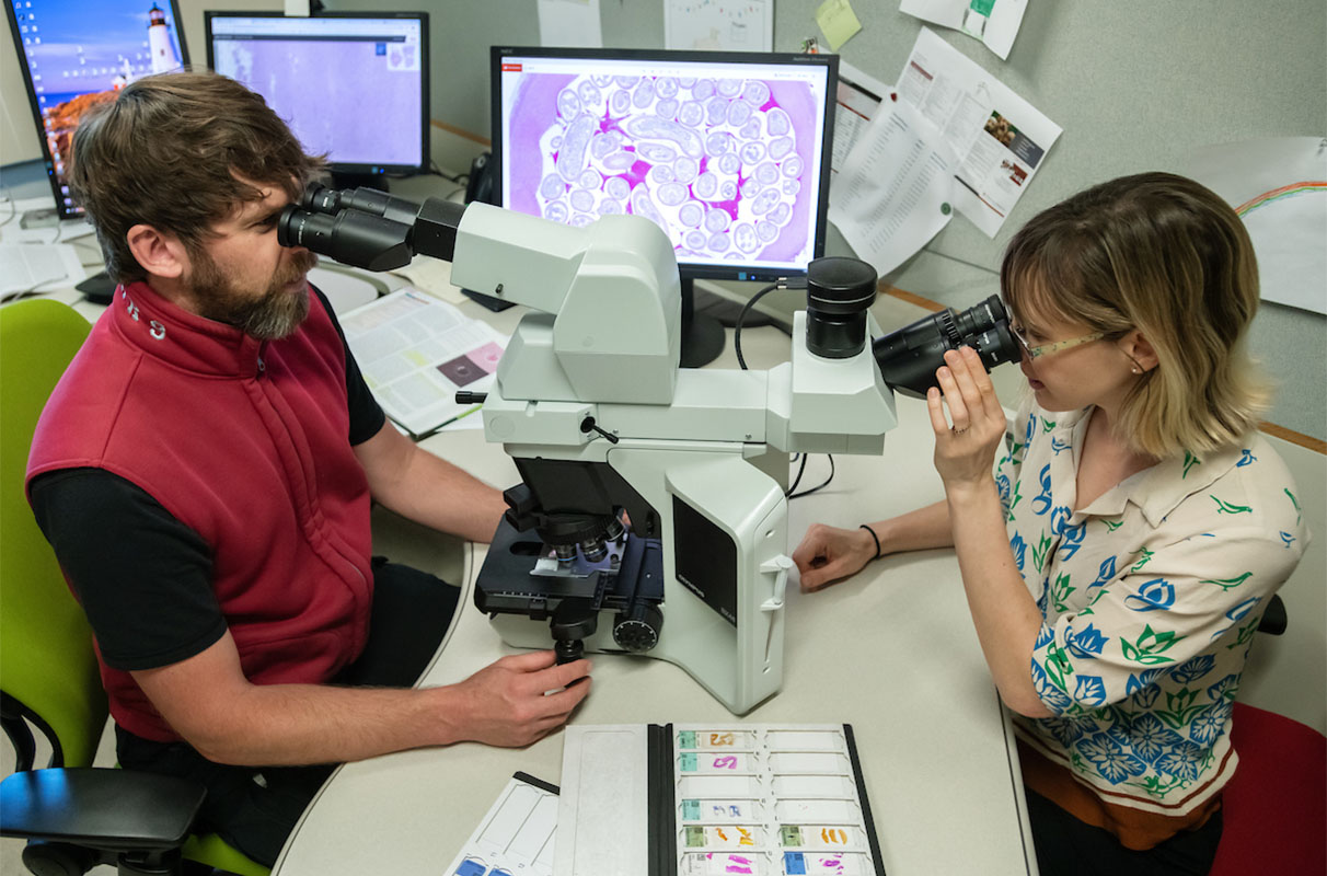 Parasitic worm likely playing role in decline of moose populations ...