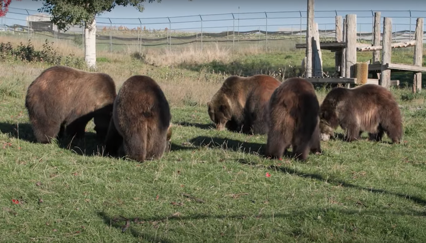 Long winter’s rest: WSU bears begin hibernation | WSU Insider | Washington State University