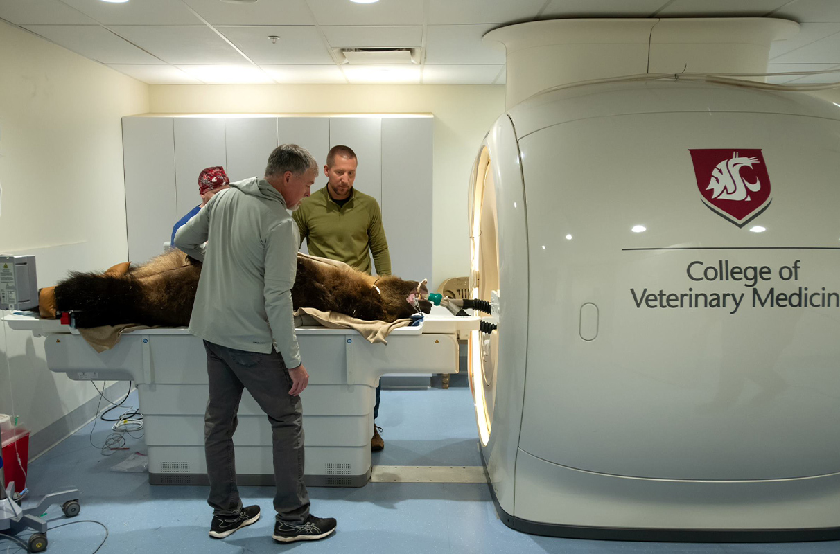 WSU partners with sanctuary to diagnose grizzly bear | WSU Insider ...