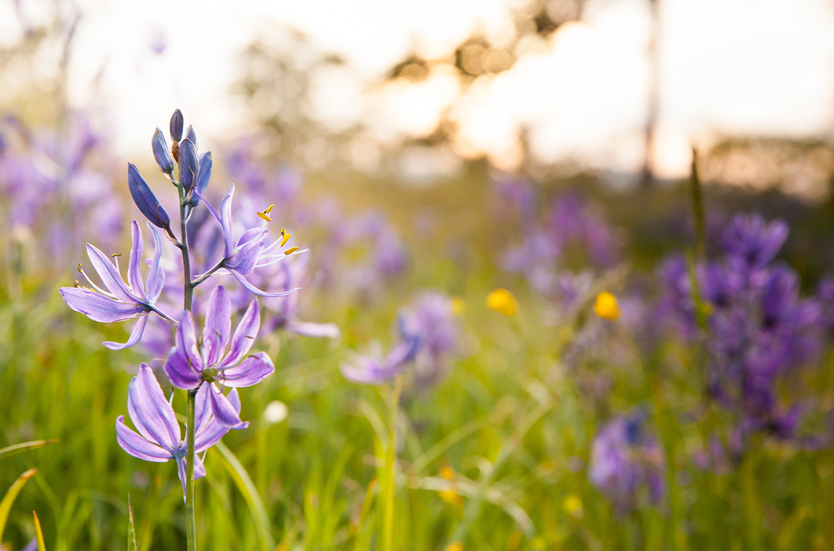 New mentor program builds Tribal capacity and protects ecosystems | WSU ...