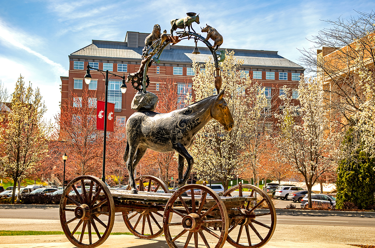 Mule sculpture on WSU Pullman campus taken away to be reworked | WSU ...