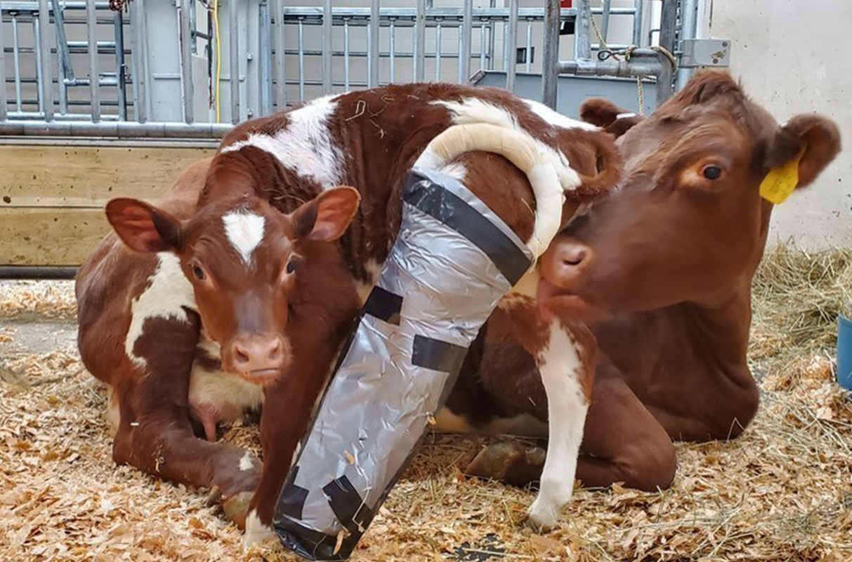 Special calf gets second chance with help from WSU | WSU Insider ...