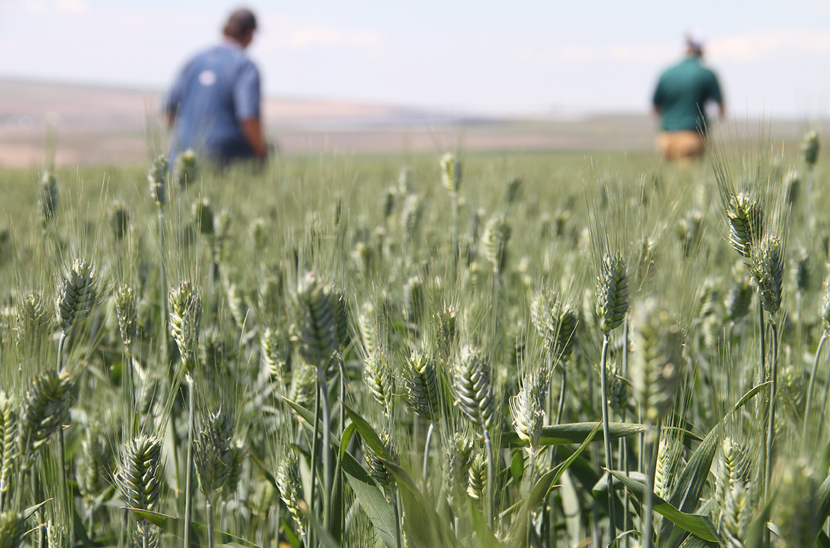 Tour crop research for the drylands at WSU’s 106th Lind Field Day, June ...