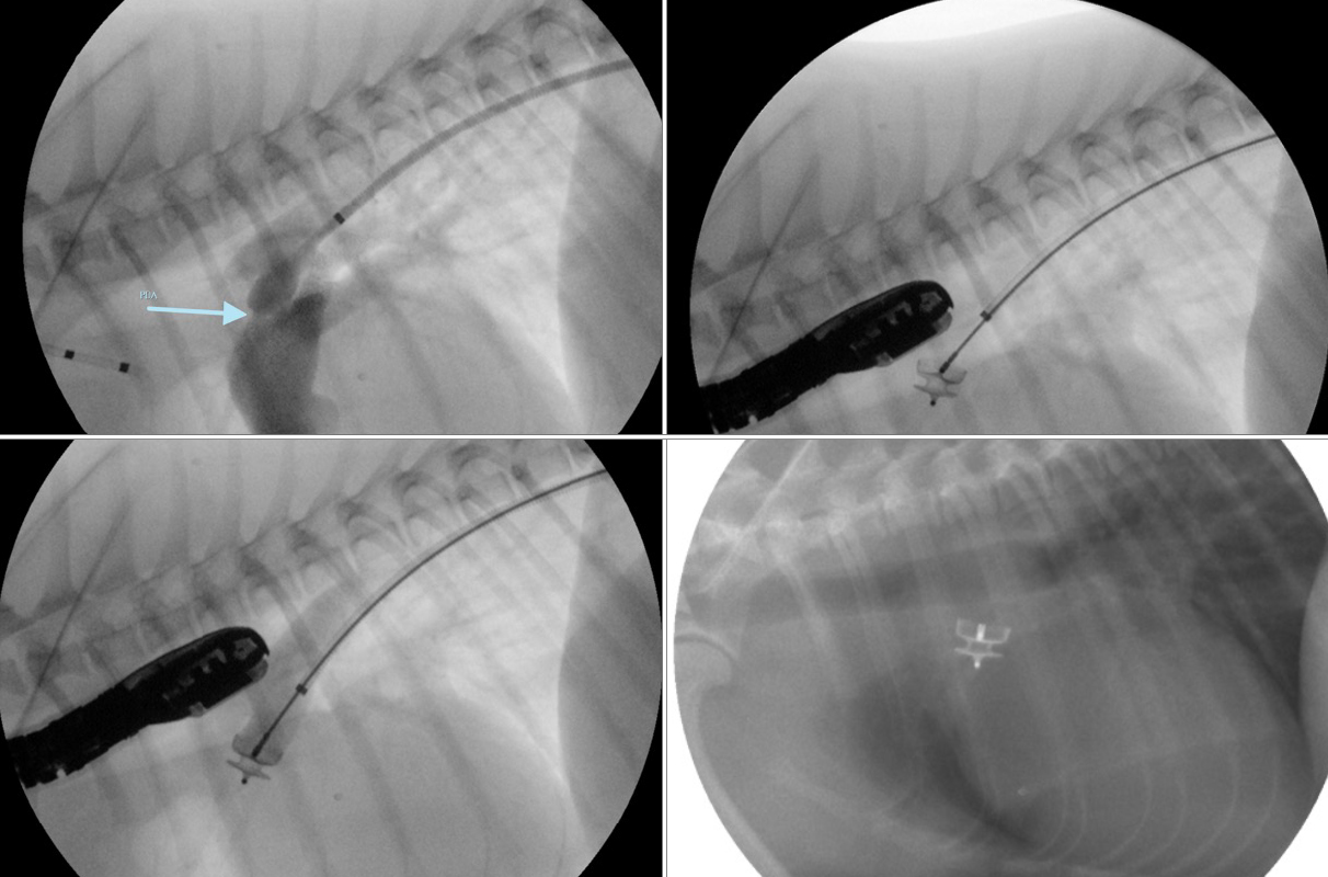 Tiny Chihuahua undergoes life-saving heart surgery at WSU | WSU Insider ...