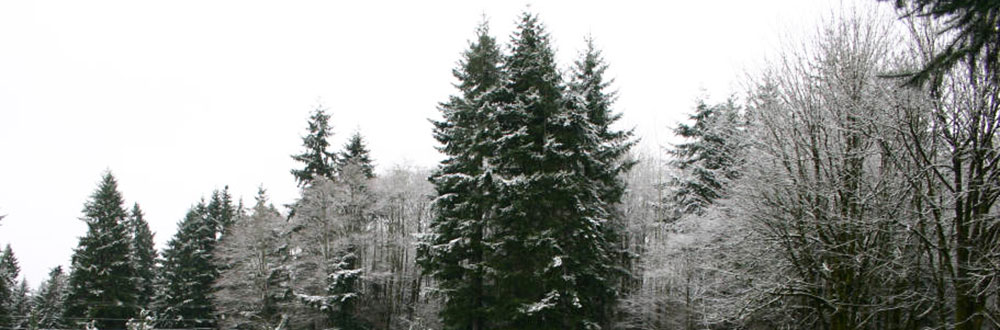 Tree growth model assists breeding for more wood | WSU Insider ...