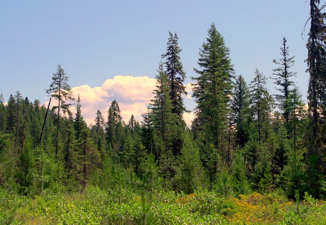 Family Forest Field Day to help NE Washington, North Idaho forest ...