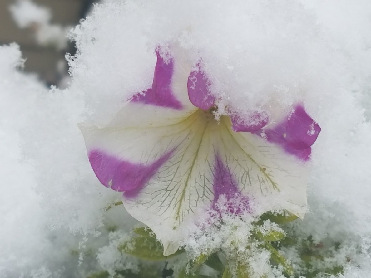 Is our early snow an indicator of another rough winter? | WSU Insider ...