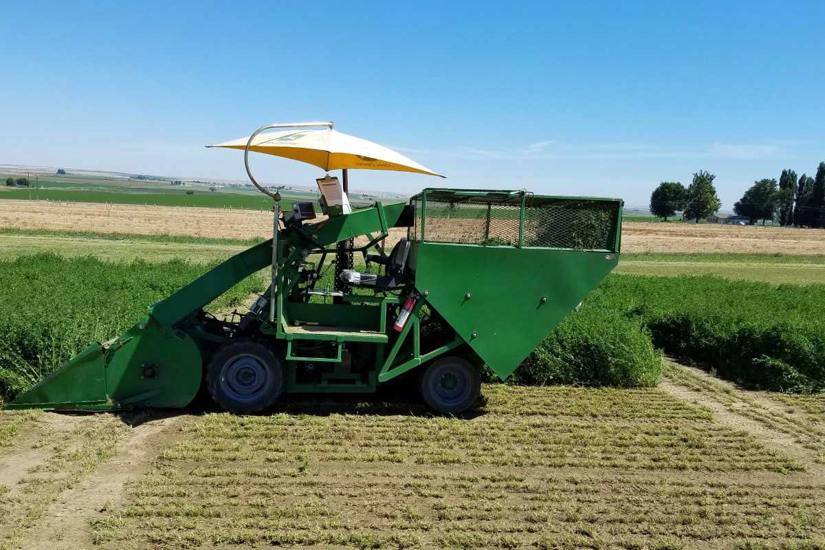 Norberg leads search for genetic key to better alfalfa | WSU Insider ...