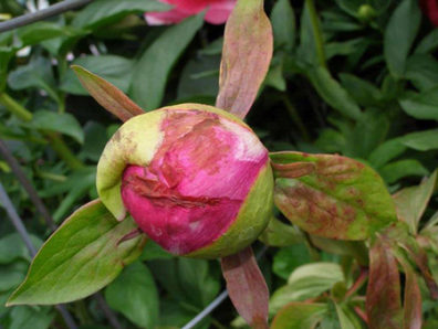 Research identifies new fungi causing ugly disease in peonies | WSU ...