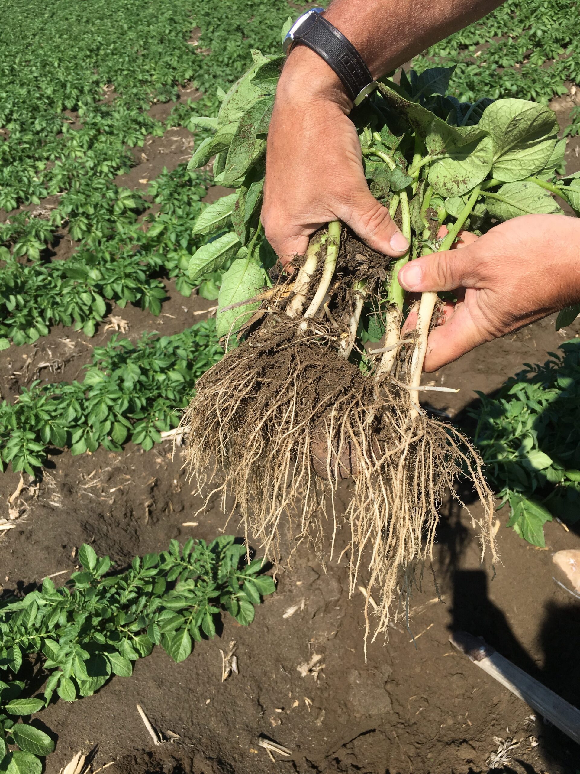 Exploring the Frontier of Improved Soil Health in Potato Production in ...