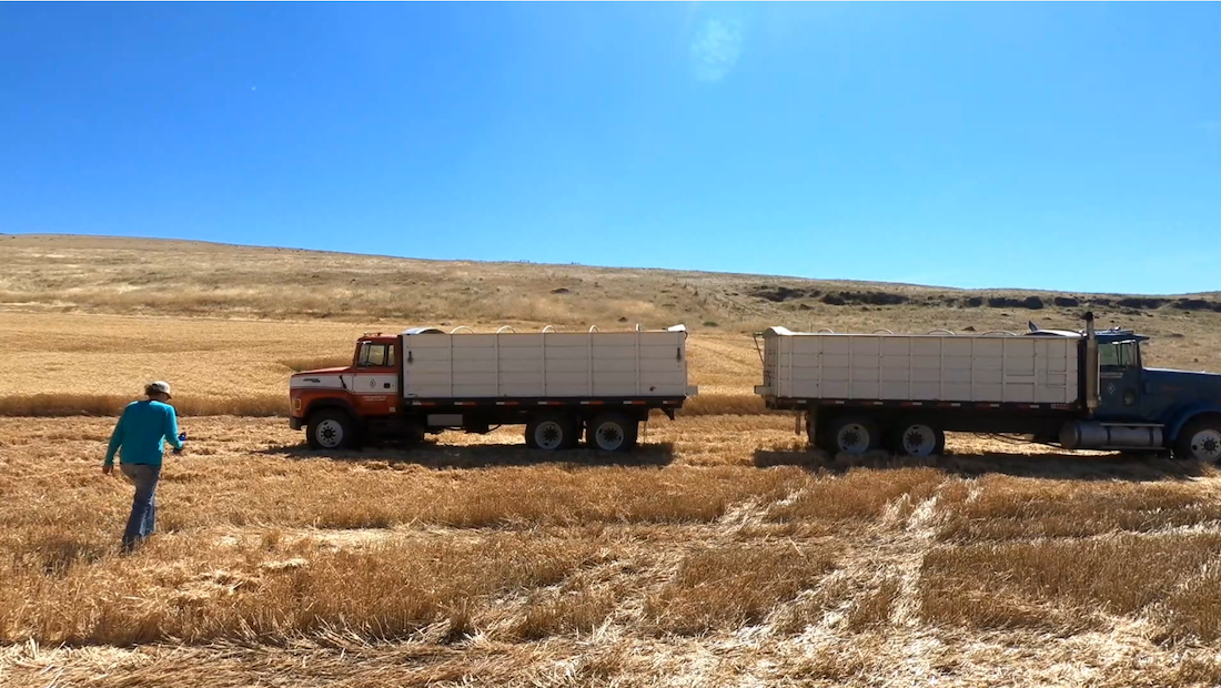 Check it out: No-till Wheat Farming in Oregon Prepares Farmers for ...