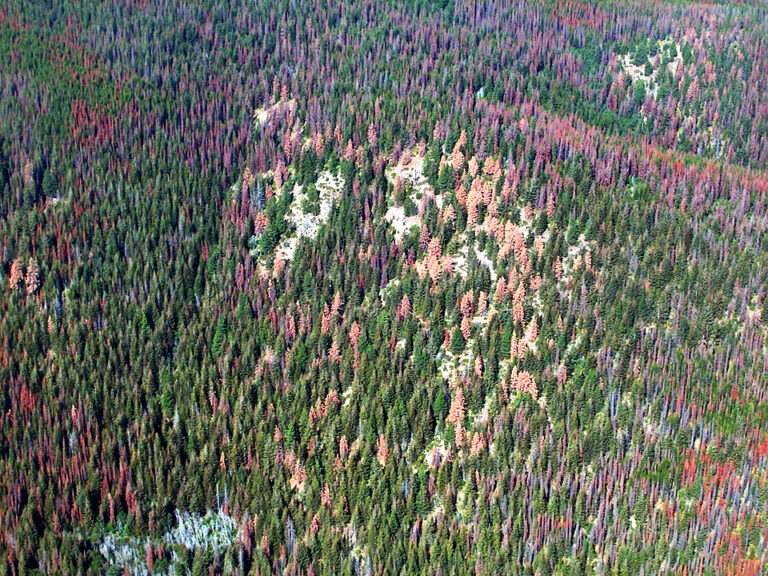 Insect Outbreaks and Forest Fires | Agriculture Climate Network ...