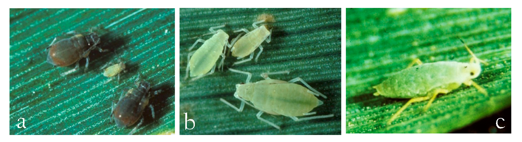 Observations of Aphid Dynamics Provide Clues to Risks and Benefits ...