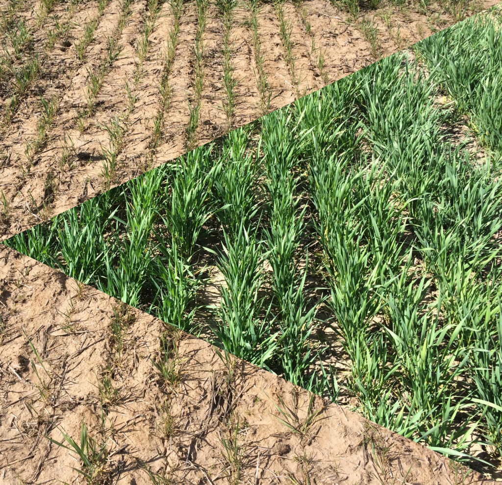 Biochar: what can it do for your soil? | Agriculture Climate Network ...