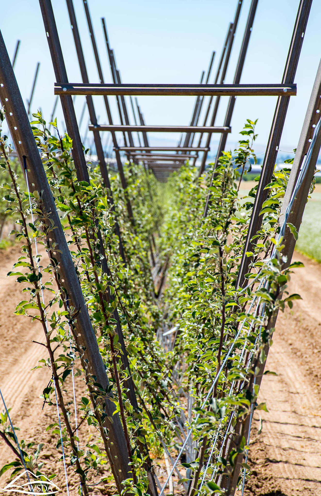 The Modern Apple Orchard: What Does It Entail? | Agriculture Climate ...