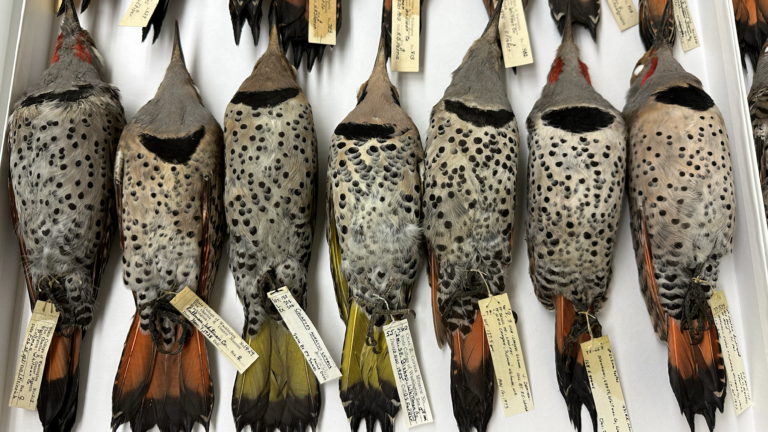 Bird Collection | Charles R. Conner Museum | Washington State University