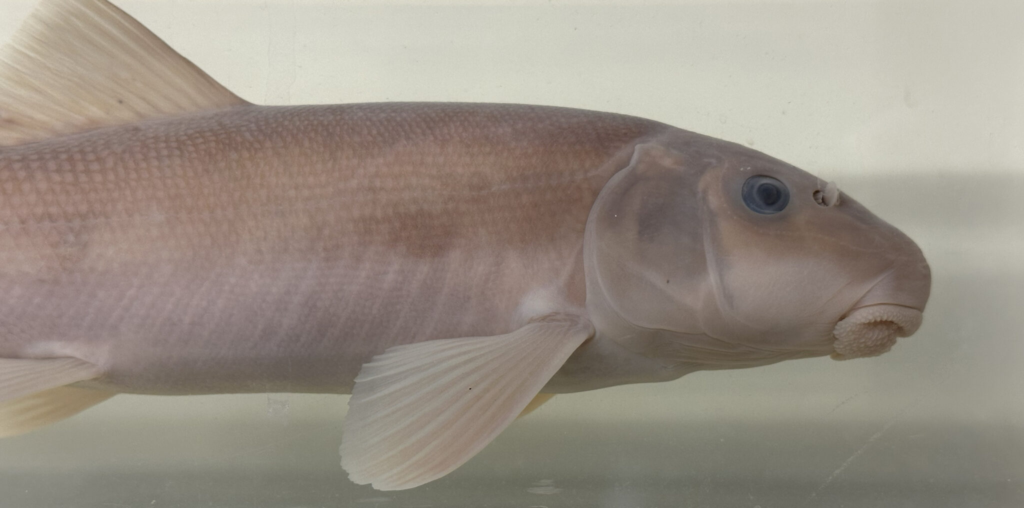 Fish Collection | Charles R. Conner Museum | Washington State University