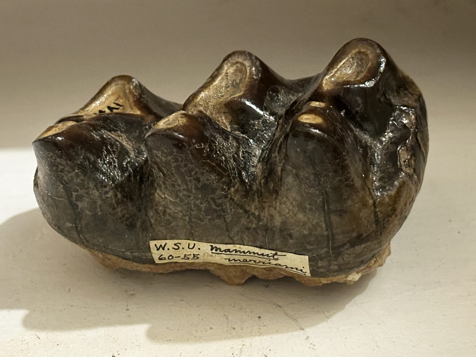 Fossil Collection | Charles R. Conner Museum | Washington State University