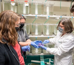 REU: Robustness and Resilience of Aquatic Biosystems | Aquatics ...