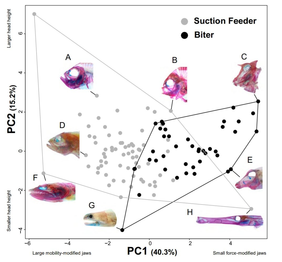 REU: Robustness and Resilience of Aquatic Biosystems | Aquatics ...