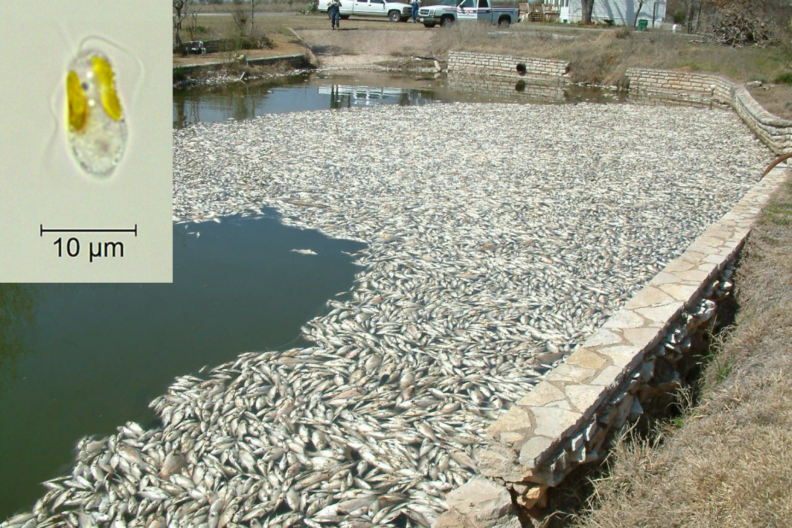 REU: Robustness and Resilience of Aquatic Biosystems | Aquatics ...