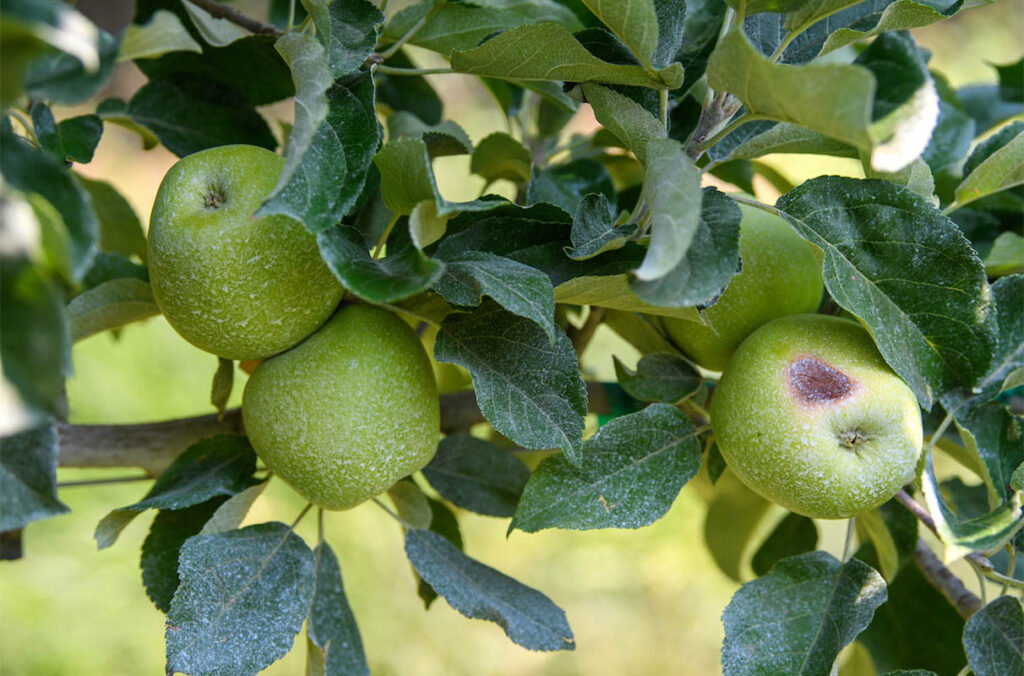 Prime apple-growing areas in US face increasing climate risks | College ...
