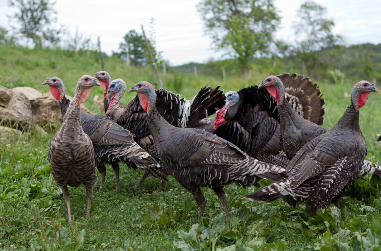 Revealing the untold story of turkey domestication | College of Arts ...