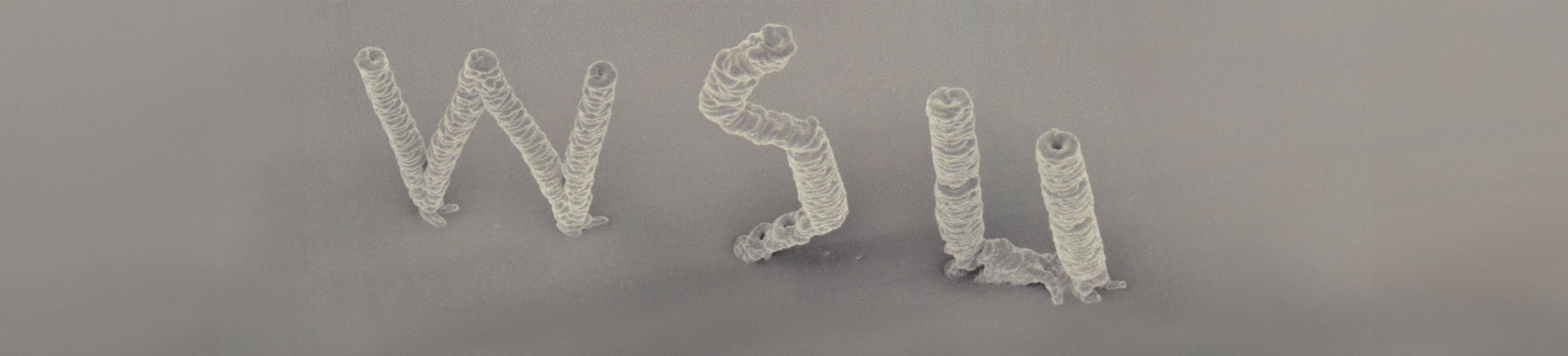 Apply | School of Biological Sciences | Washington State University