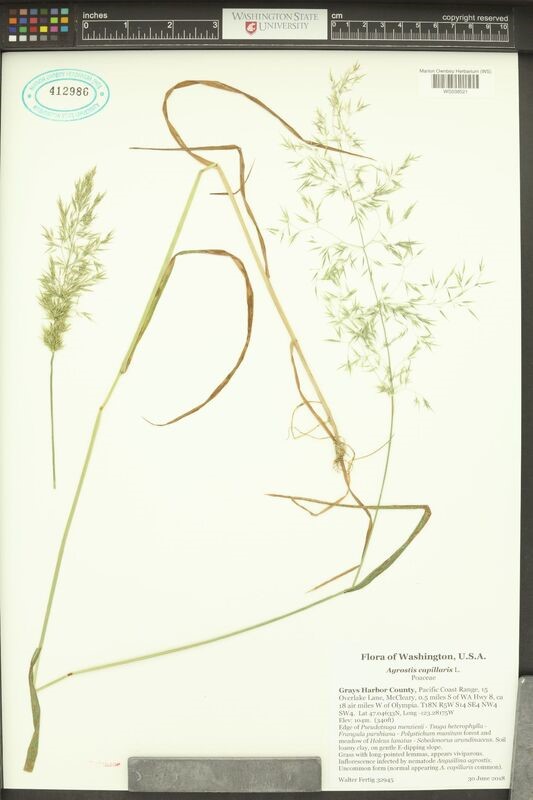 Colonial bentgrass and bentgrass nematode (Agrostis capillaris infected ...