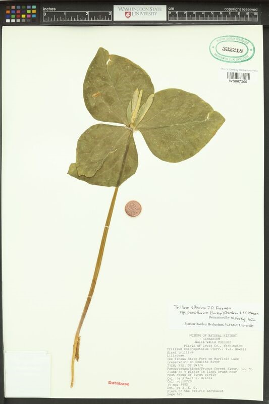 Small-flowered trillium (Trillium albidum subsp. parviflorum) | The ...