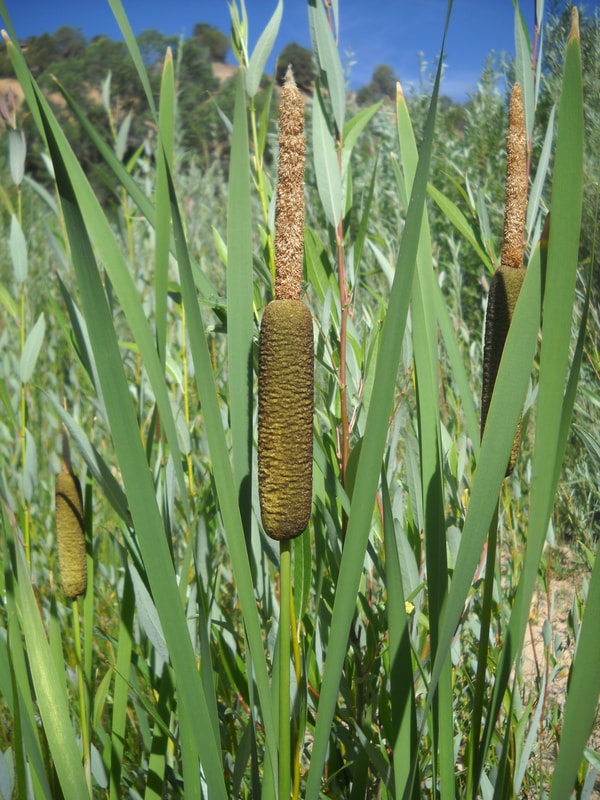 Broad-leaved cattail (Typha latifolia) | The Marion Ownbey Herbarium | Washington State University