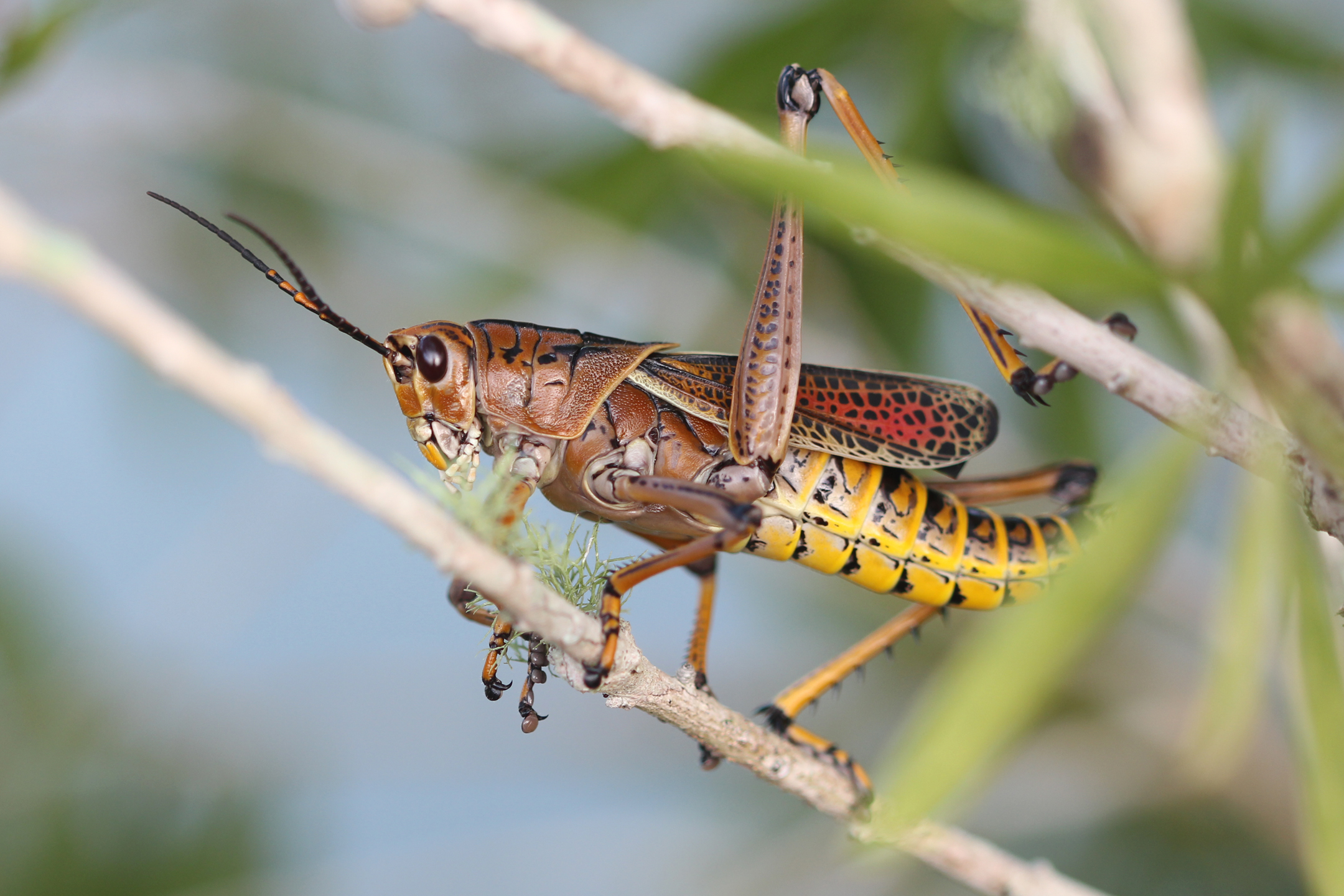 I want to give to Entomology | Department of Entomology | Washington ...