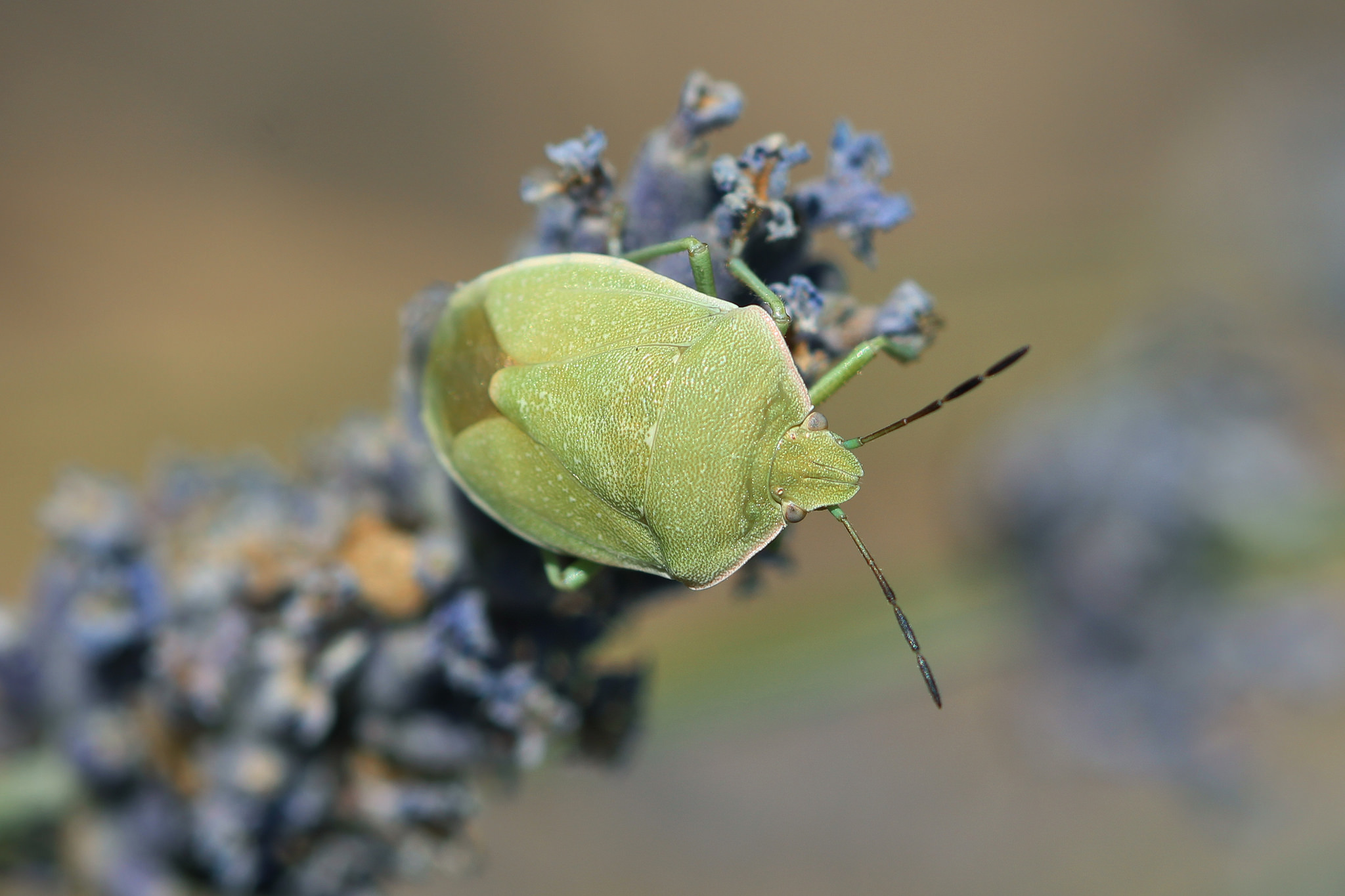Faculty | Department of Entomology | Washington State University